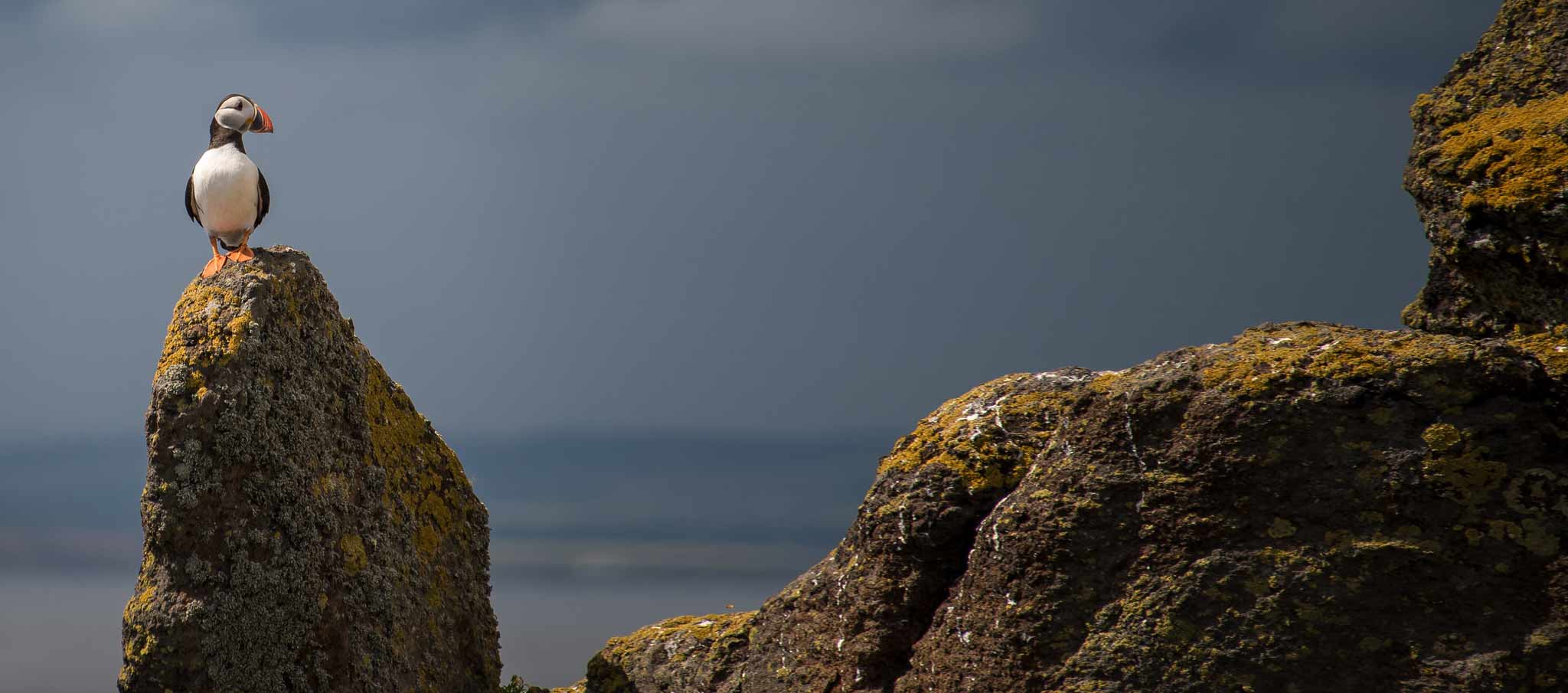 Puffin Wines from The Wine Shack